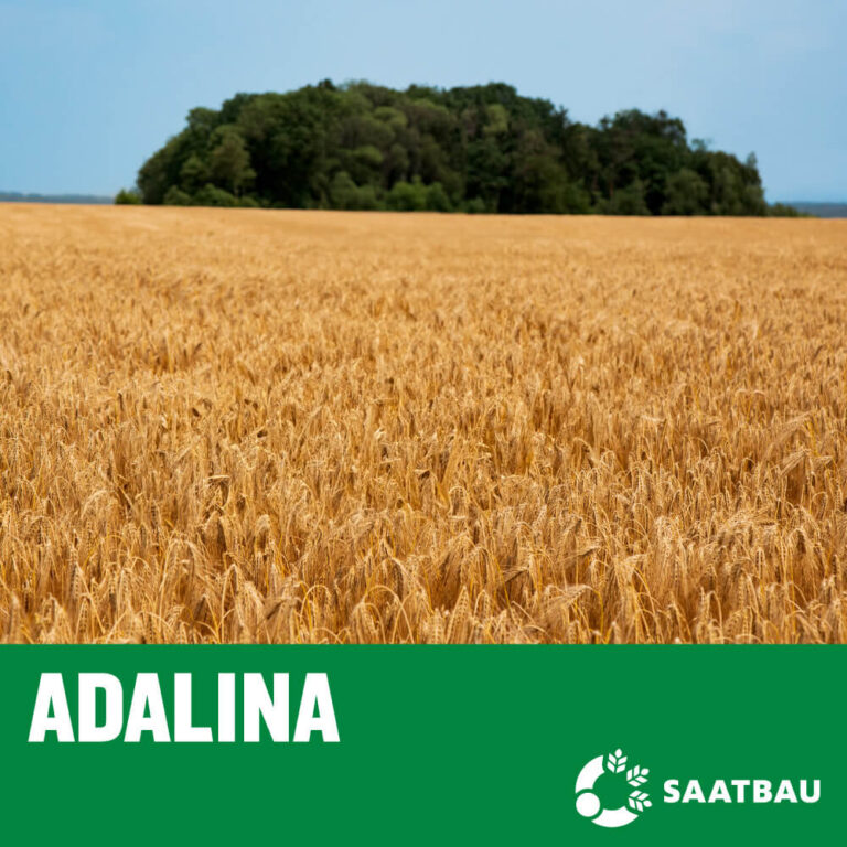 Ječam Adalina C2 25 kg - Agronom