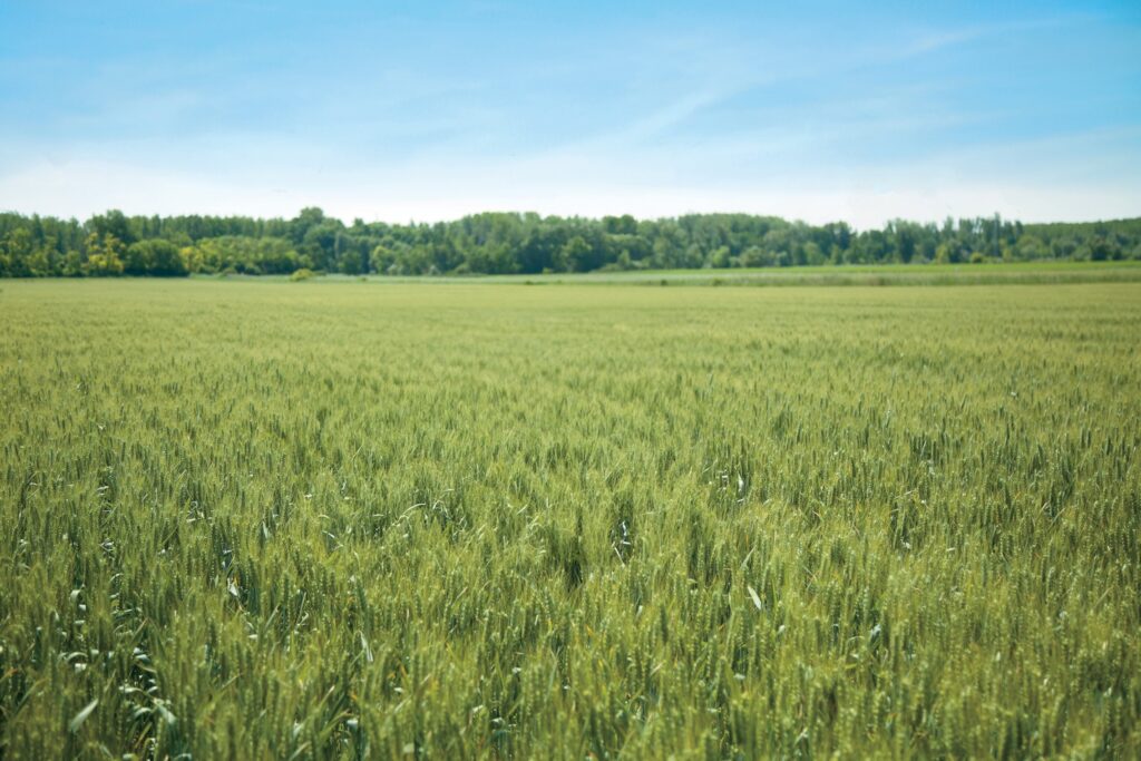 Solindo - Agronom